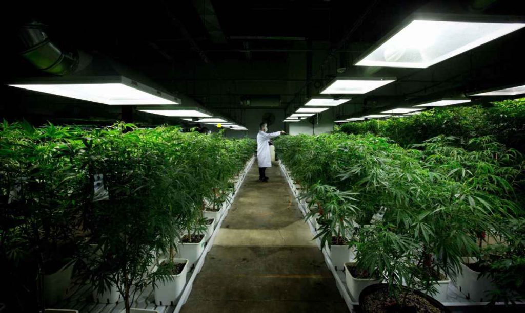 Growing Weed In The Netherlands To Become Partially Legal